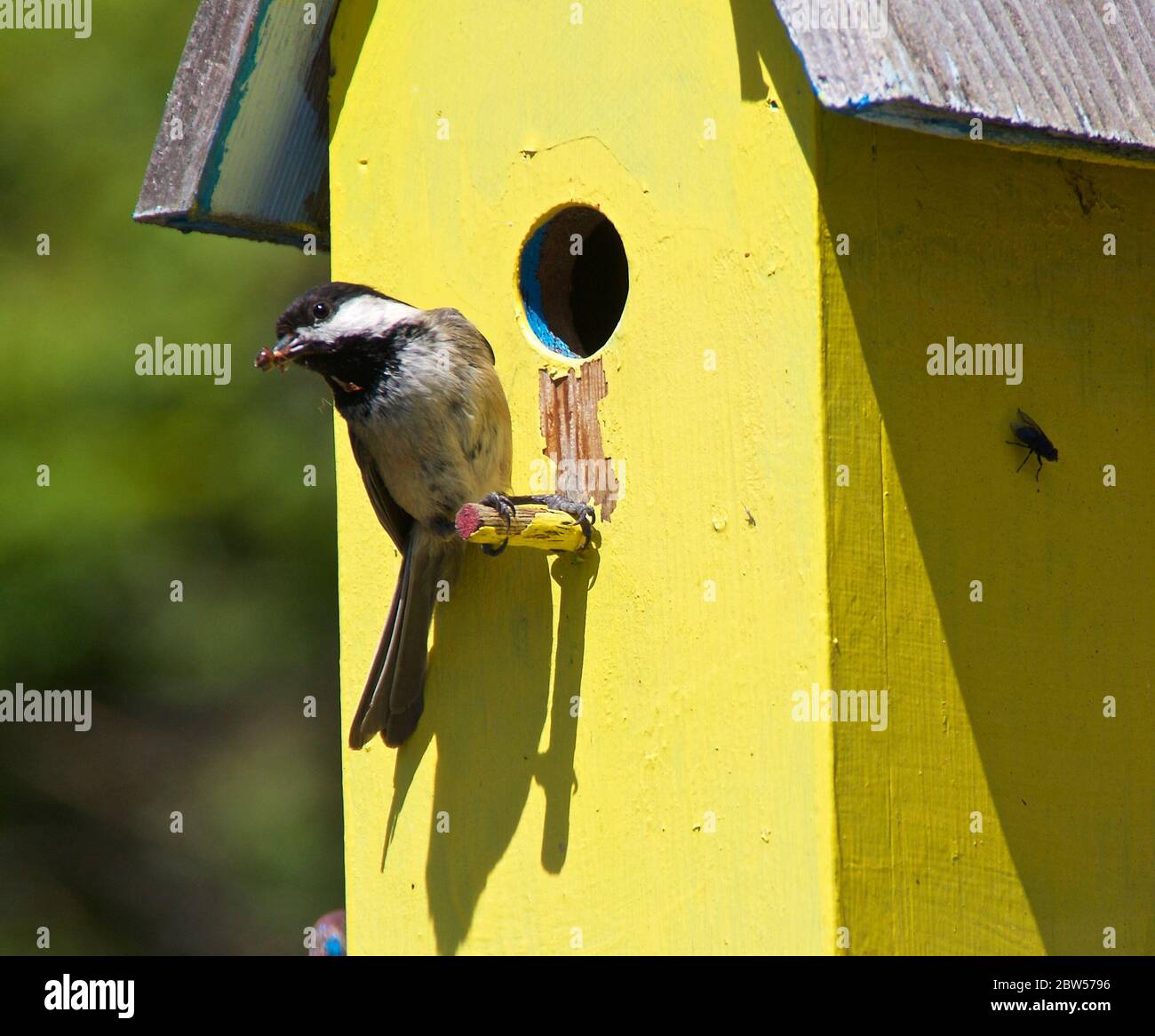 Mother Chickadee bird watching while feeding babies Stock Photo - Alamy