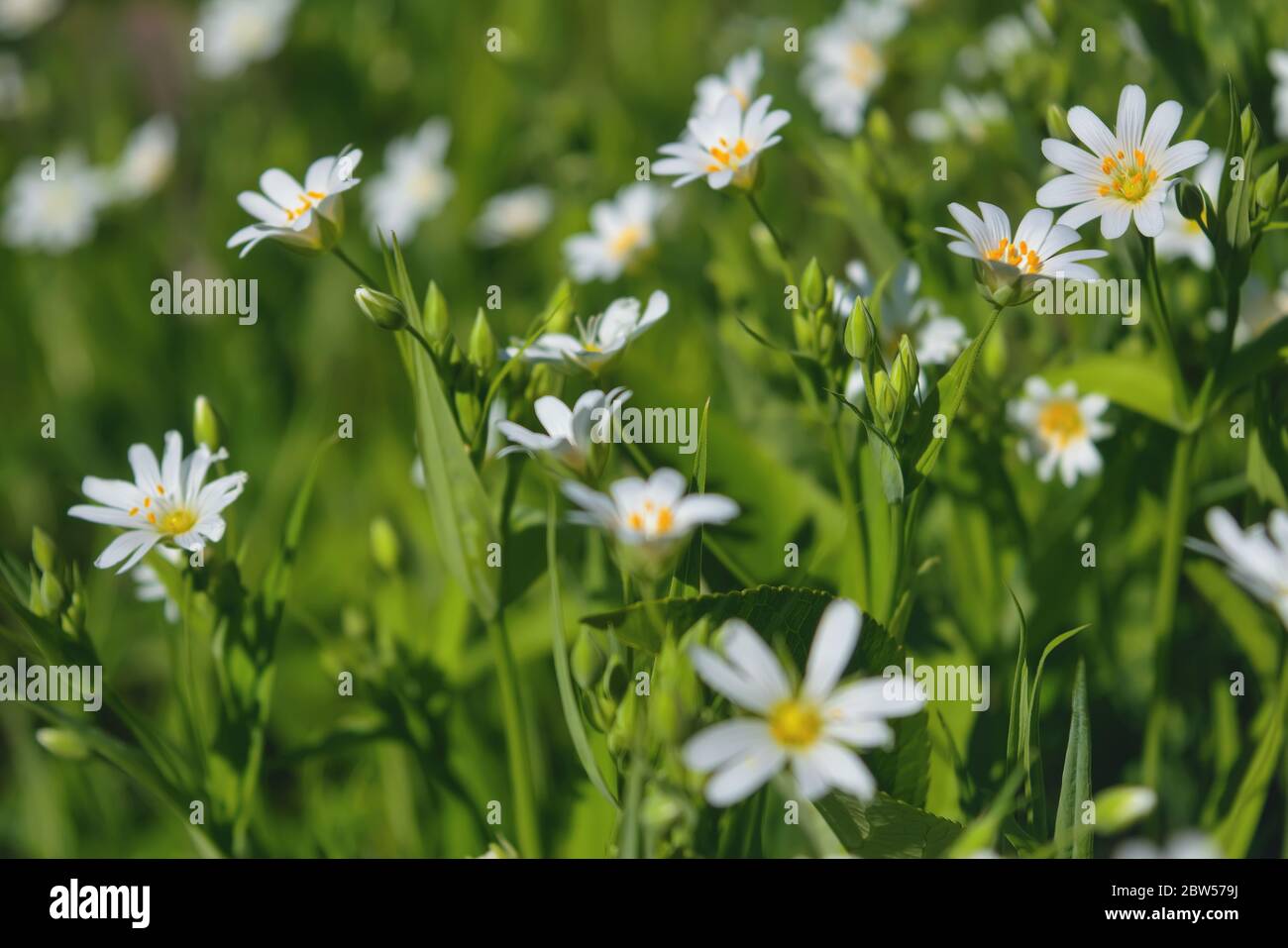 A field of stellaria media flowers in the forest Stock Photo - Alamy