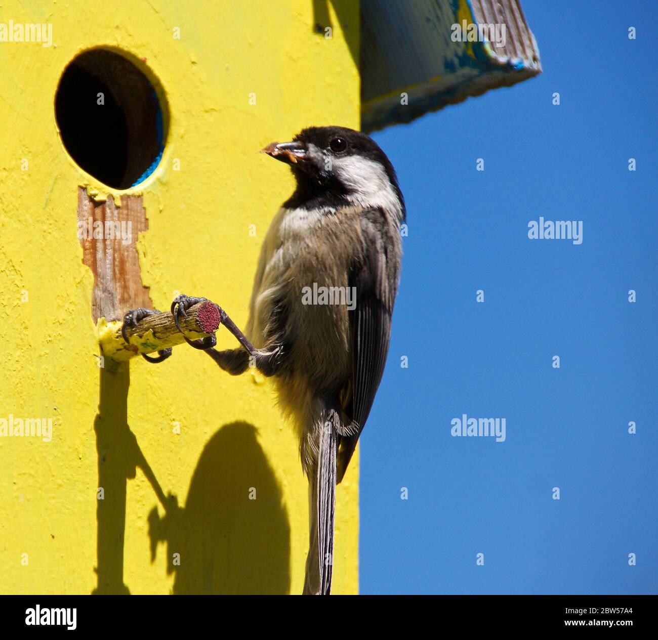 Mother Chickadee bird watching while feeding babies Stock Photo - Alamy