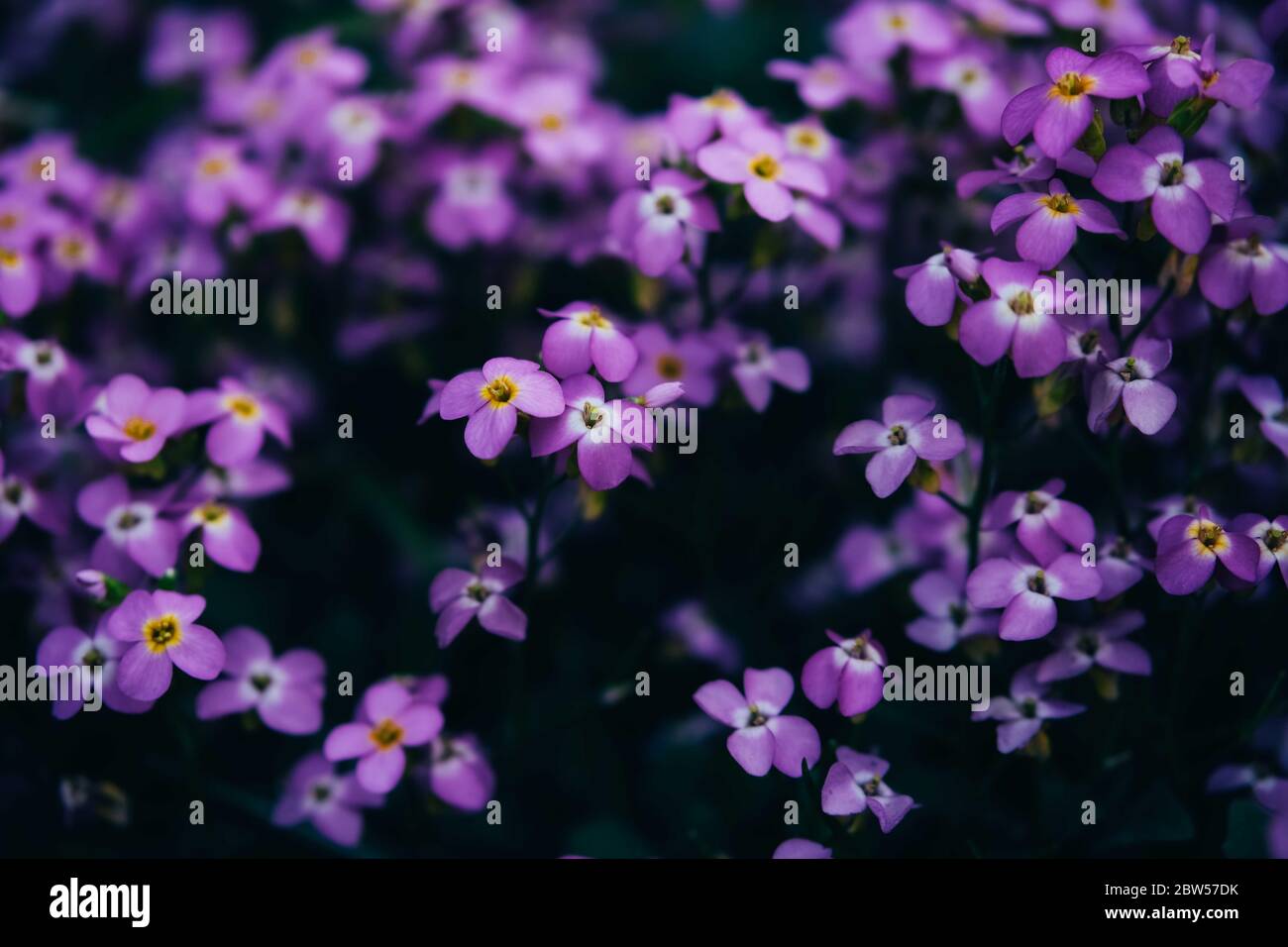 Beautiful purple flowers of Primrose or Primula vulgaris, close-up with ...