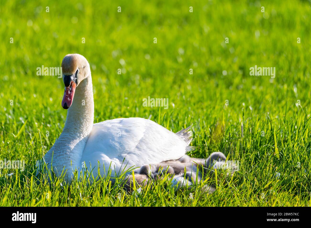 Cuddle up hi-res stock photography and images - Alamy