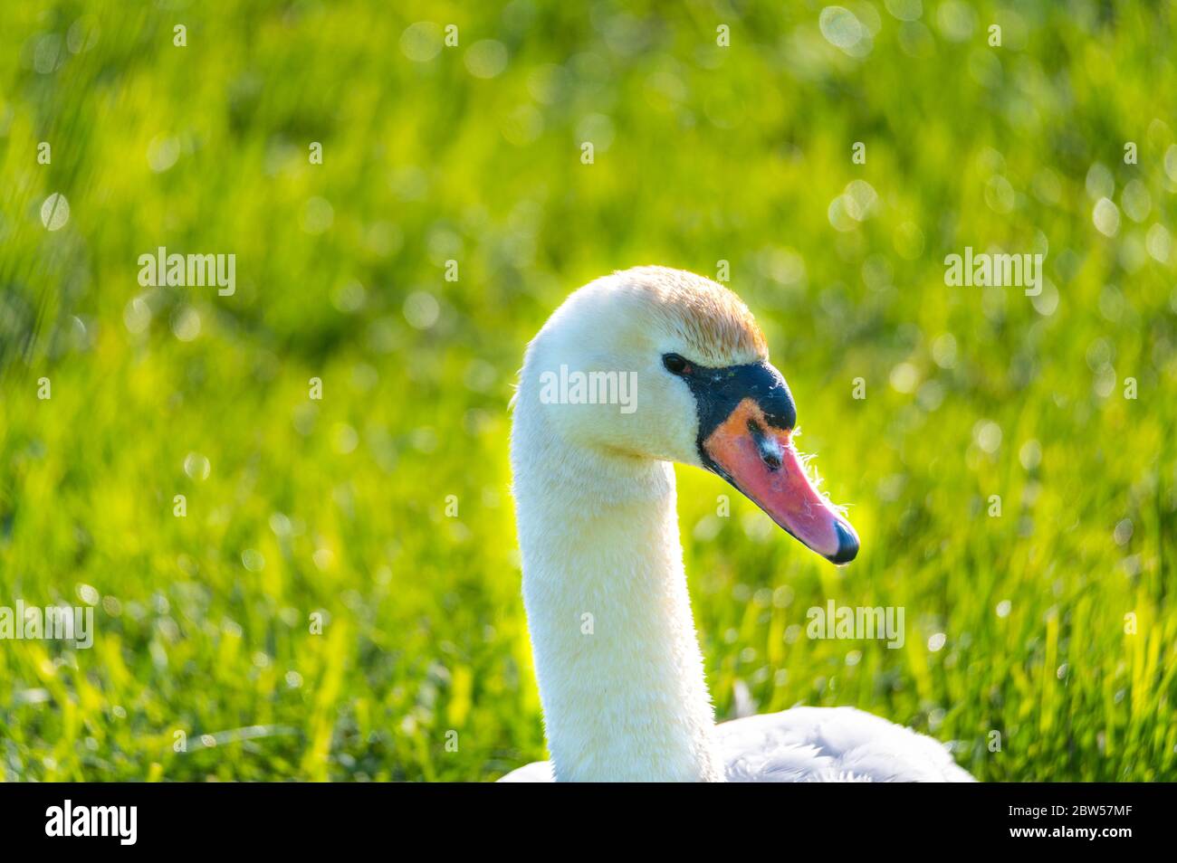 a swan family rests on a mown field, the two parents take care of their ...