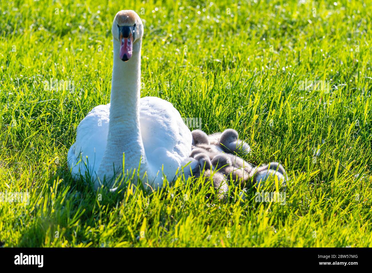 Black swan swim on little lake hi-res stock photography and images - Alamy