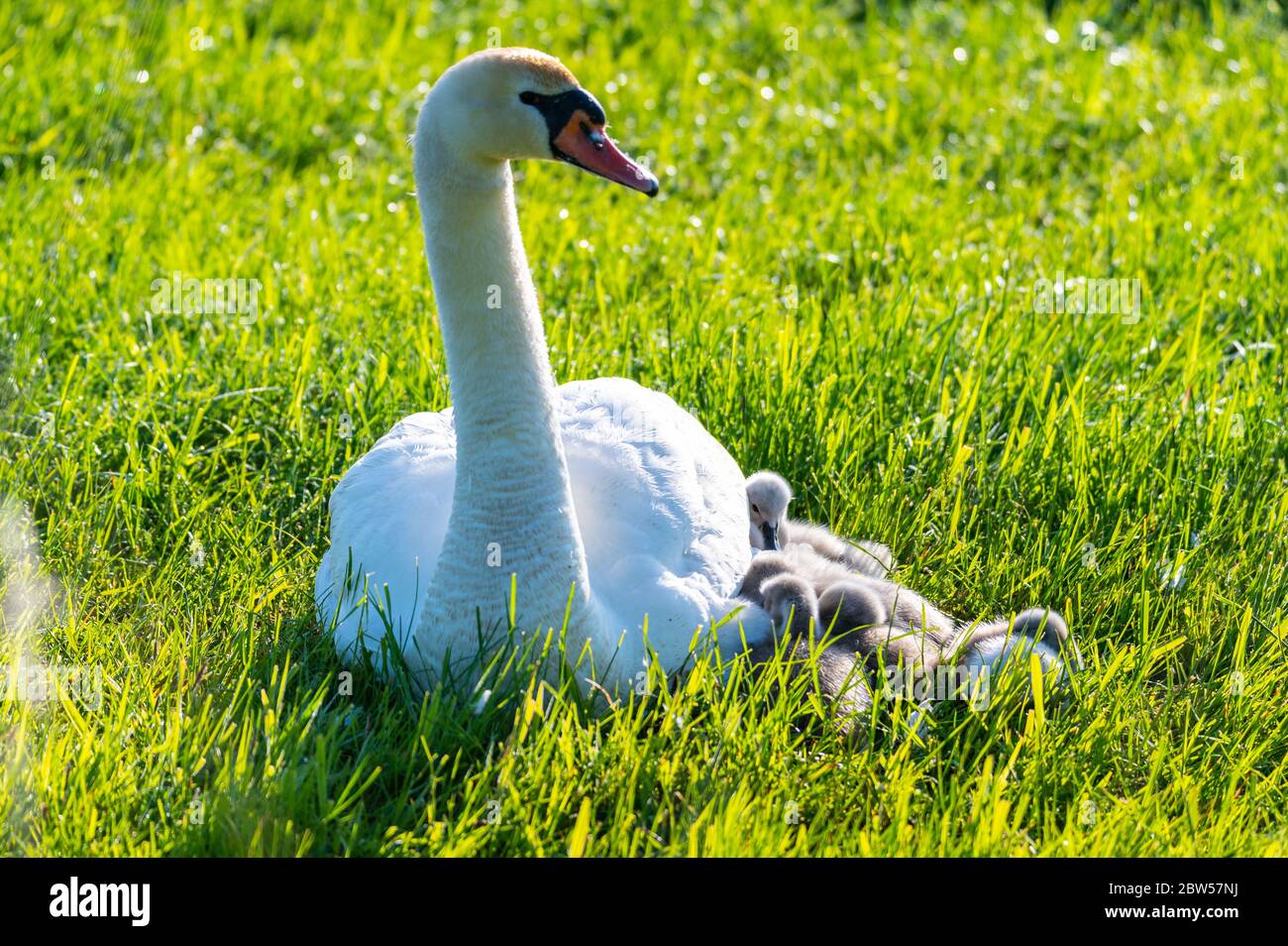a swan family rests on a mown field, the two parents take care of their ...