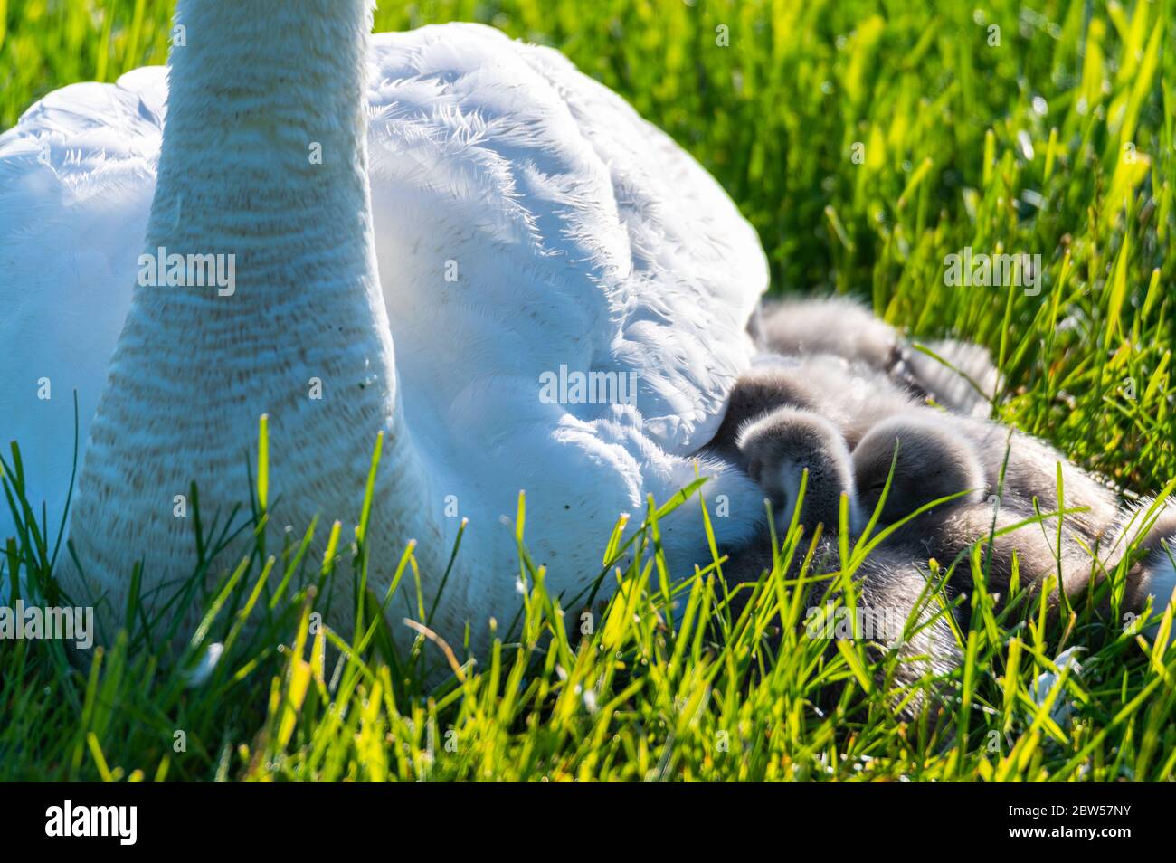 Black swan swim on little lake hi-res stock photography and images - Alamy
