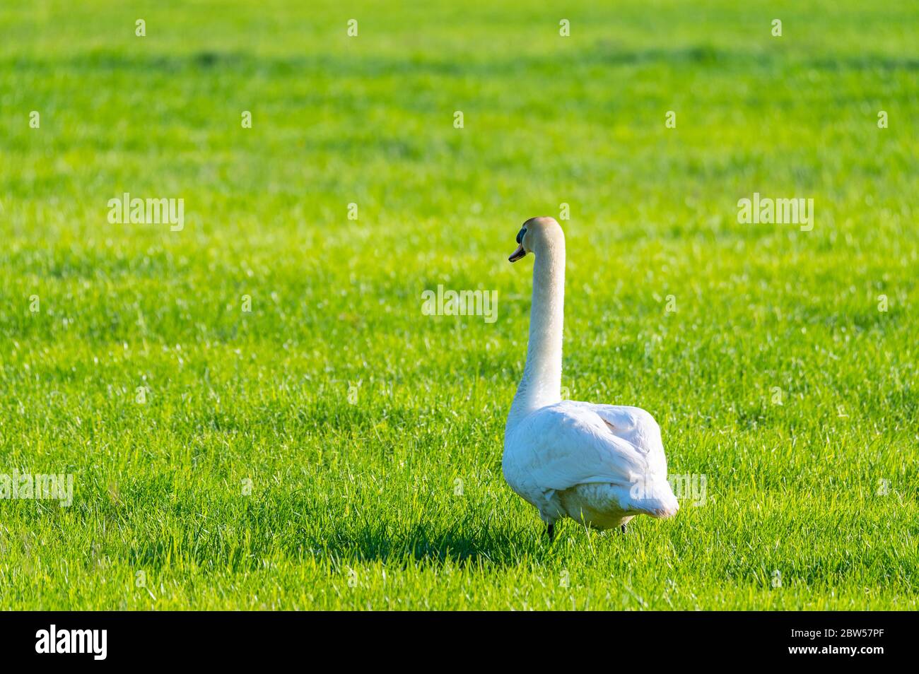 Black swan family rests hi-res stock photography and images - Alamy