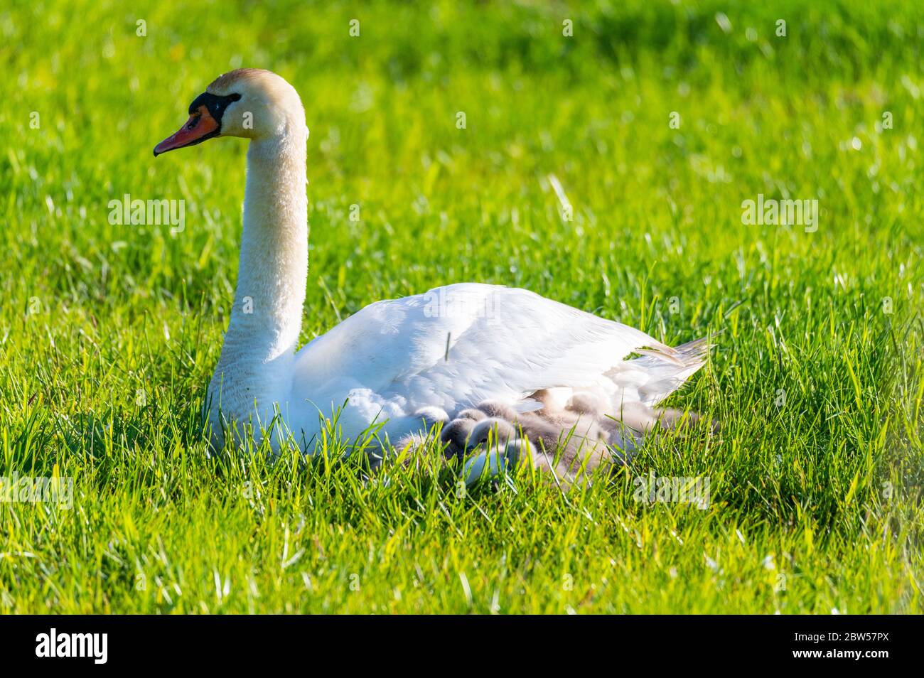 Cuddle up hi-res stock photography and images - Alamy