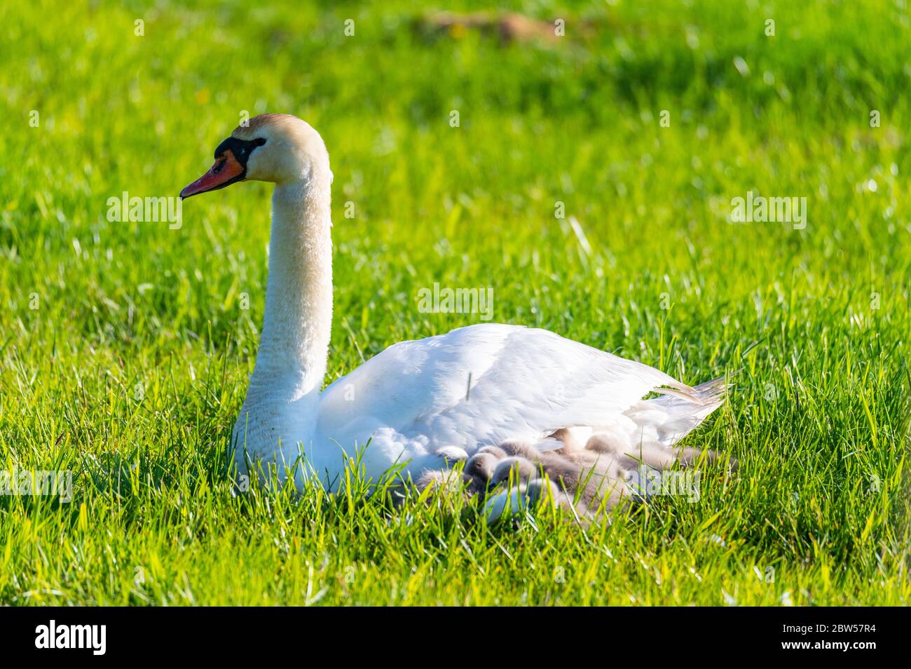 Black swan swim on little lake hi-res stock photography and images - Alamy