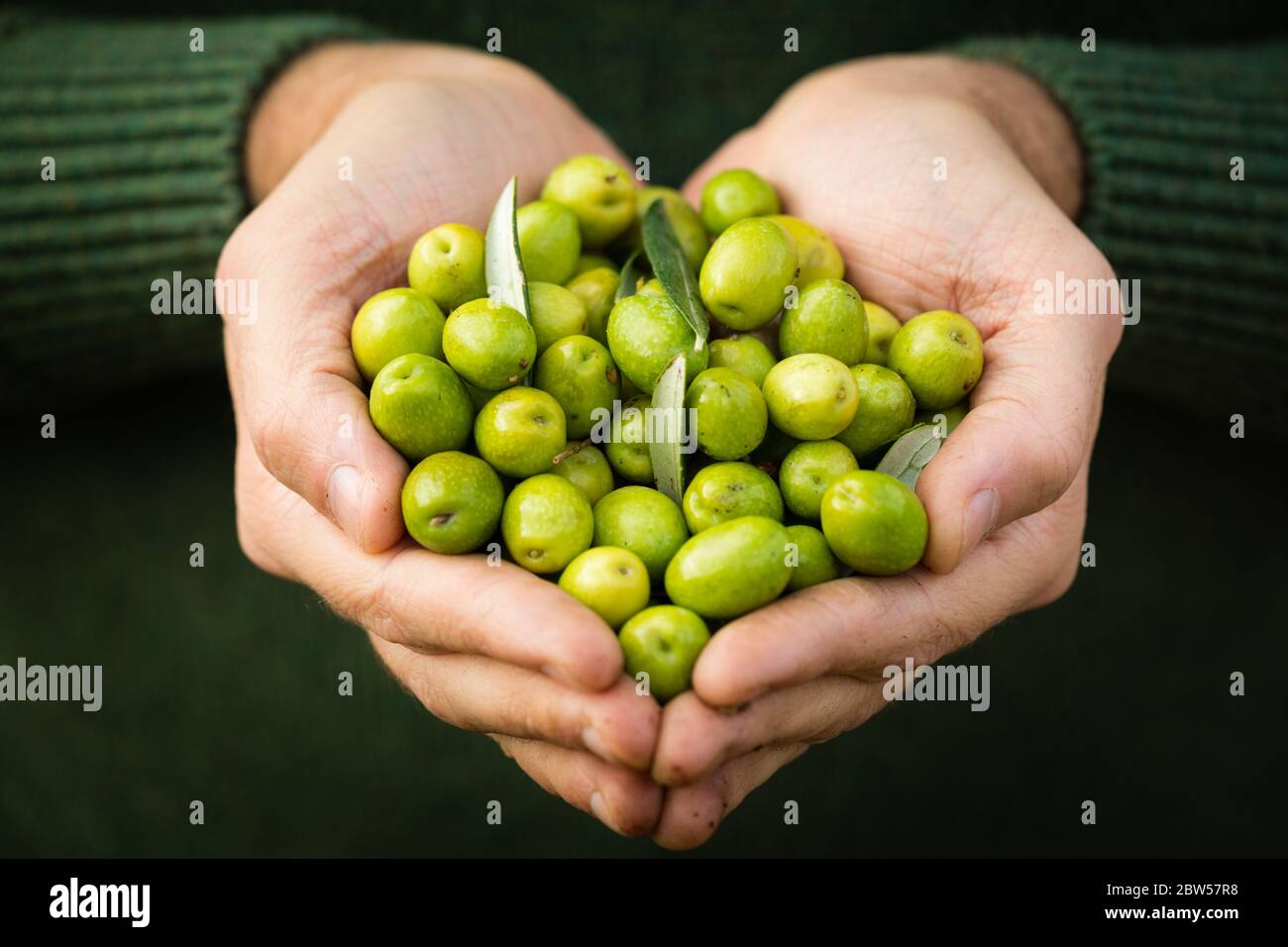 Green olives in hand Stock Photo - Alamy
