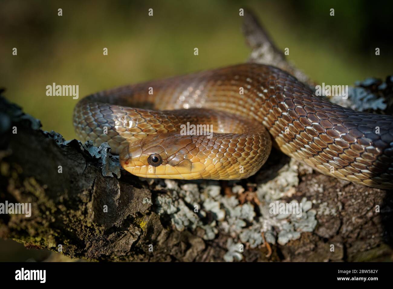Aesculapian Snake - Zamenis longissimus, Elaphe longissima, nonvenomous ...