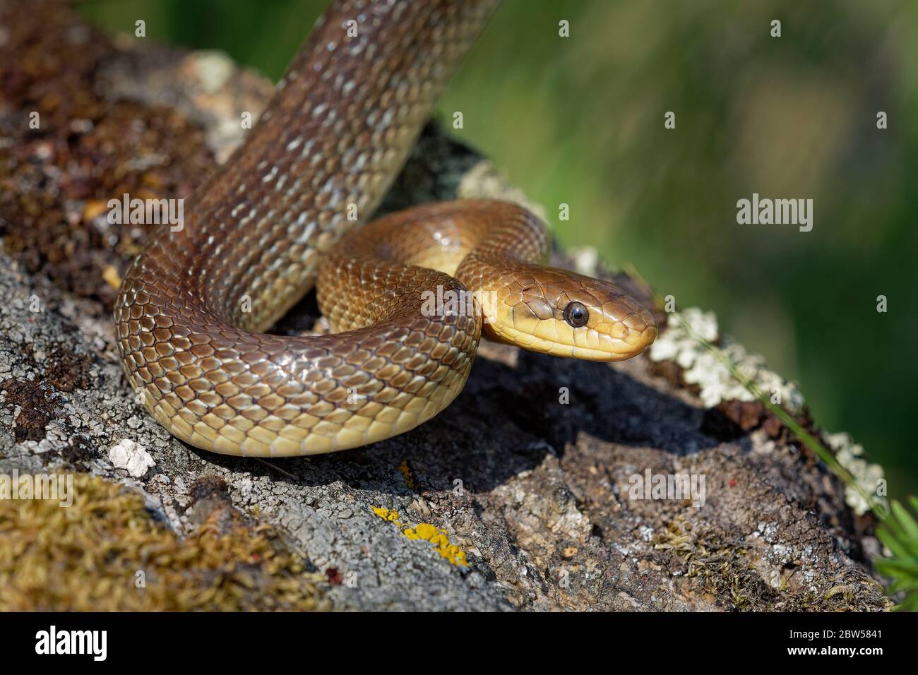Aesculapian Snake - Zamenis longissimus, Elaphe longissima, nonvenomous ...
