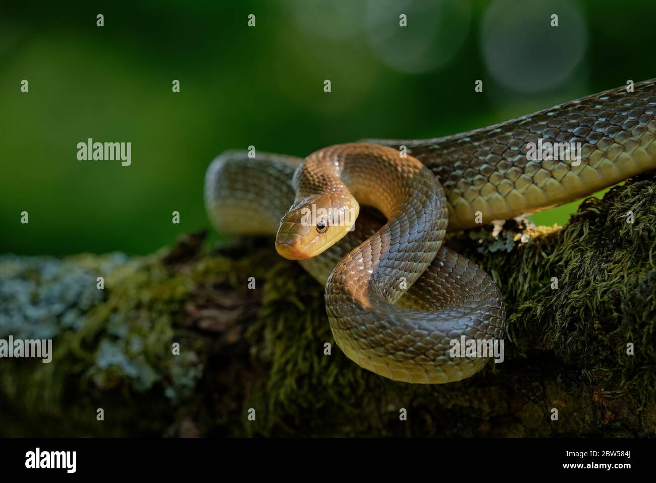 Aesculapian Snake - Zamenis longissimus, Elaphe longissima, nonvenomous ...