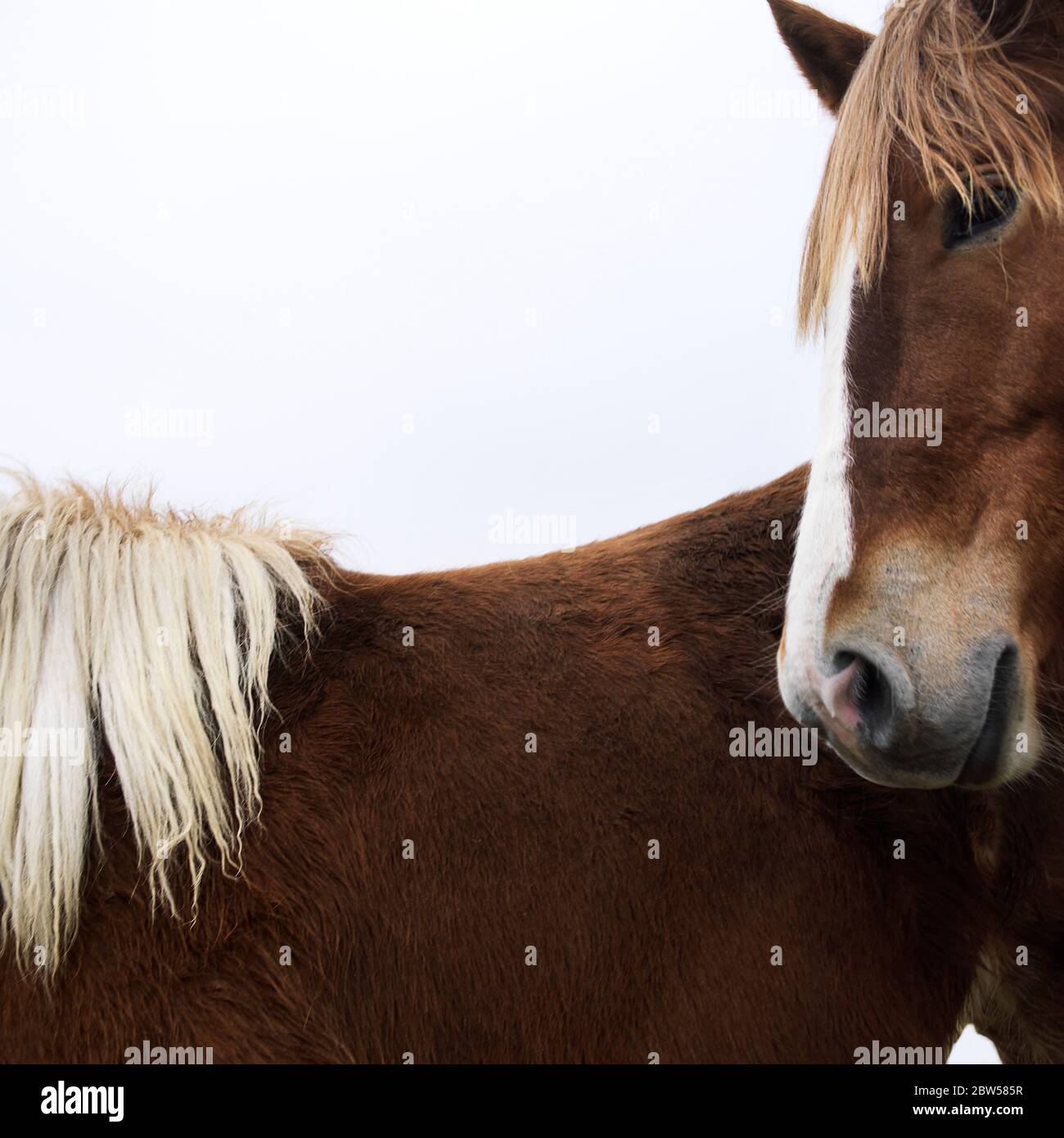 Mane of horse Stock Photo - Alamy
