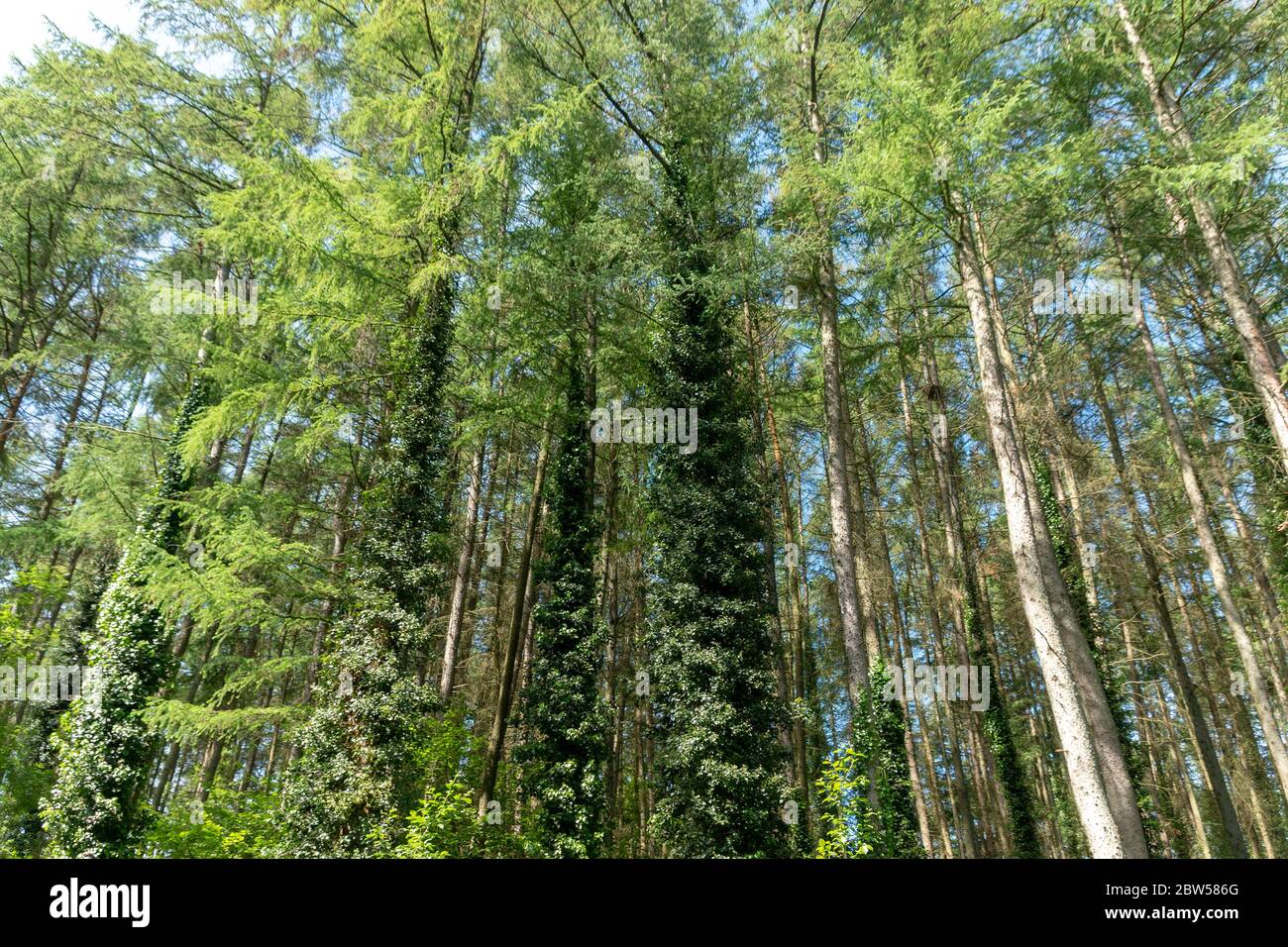 a view of the beautiful trees in the forest along side a country road ...