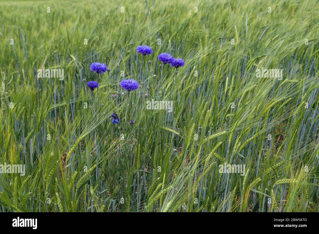 Wild cornflowers on a background of green spiky field Stock Photo - Alamy