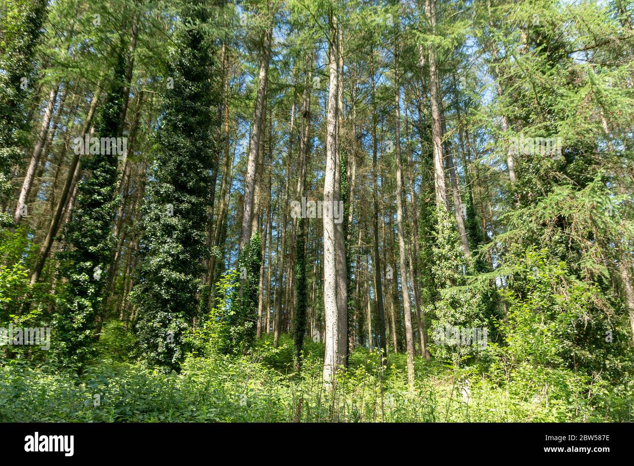 a view of the beautiful trees in the forest along side a country road ...