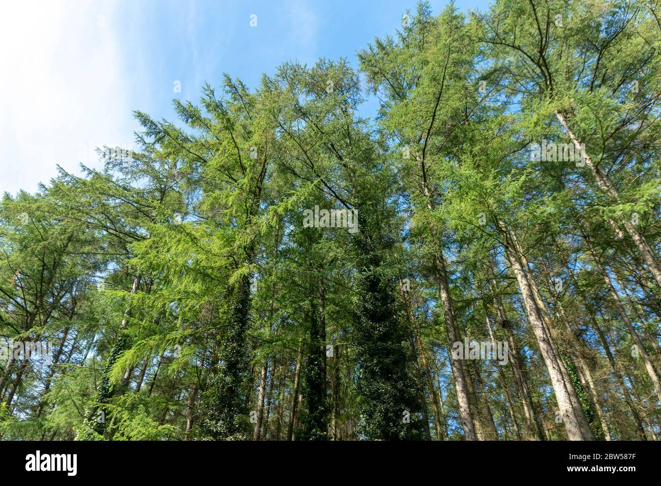 a view of the beautiful trees in the forest along side a country road ...