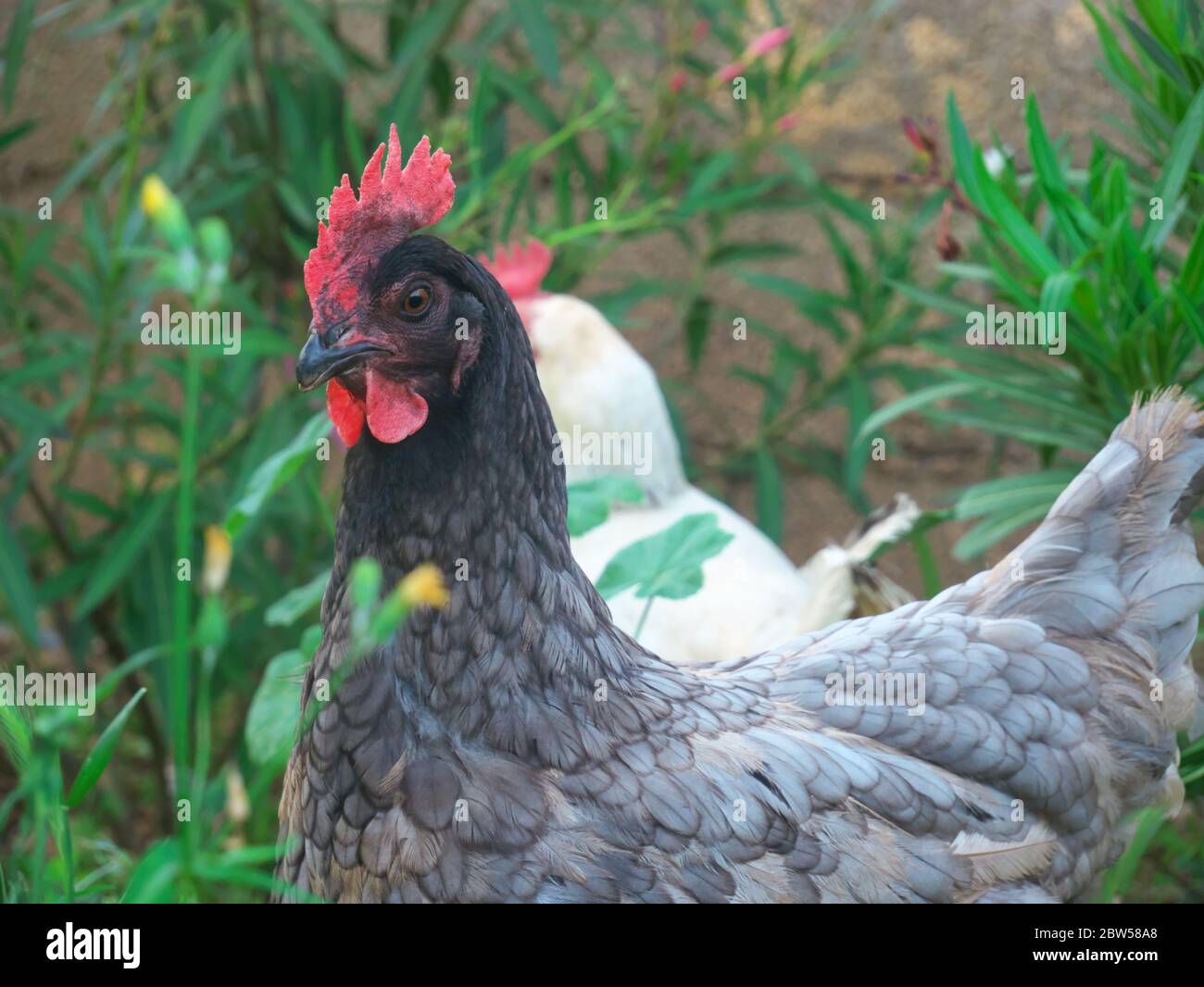 Close-up of a black hen with a very red crest Stock Photo - Alamy