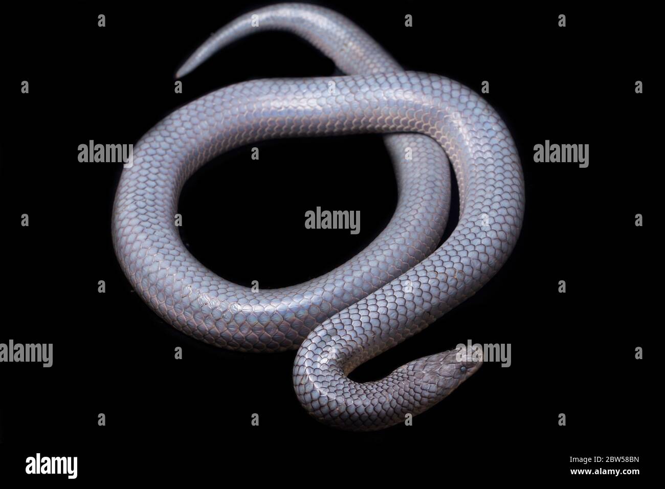 Xenopeltis unicolor Shedding it's Skin. Common names: sunbeam snake is ...