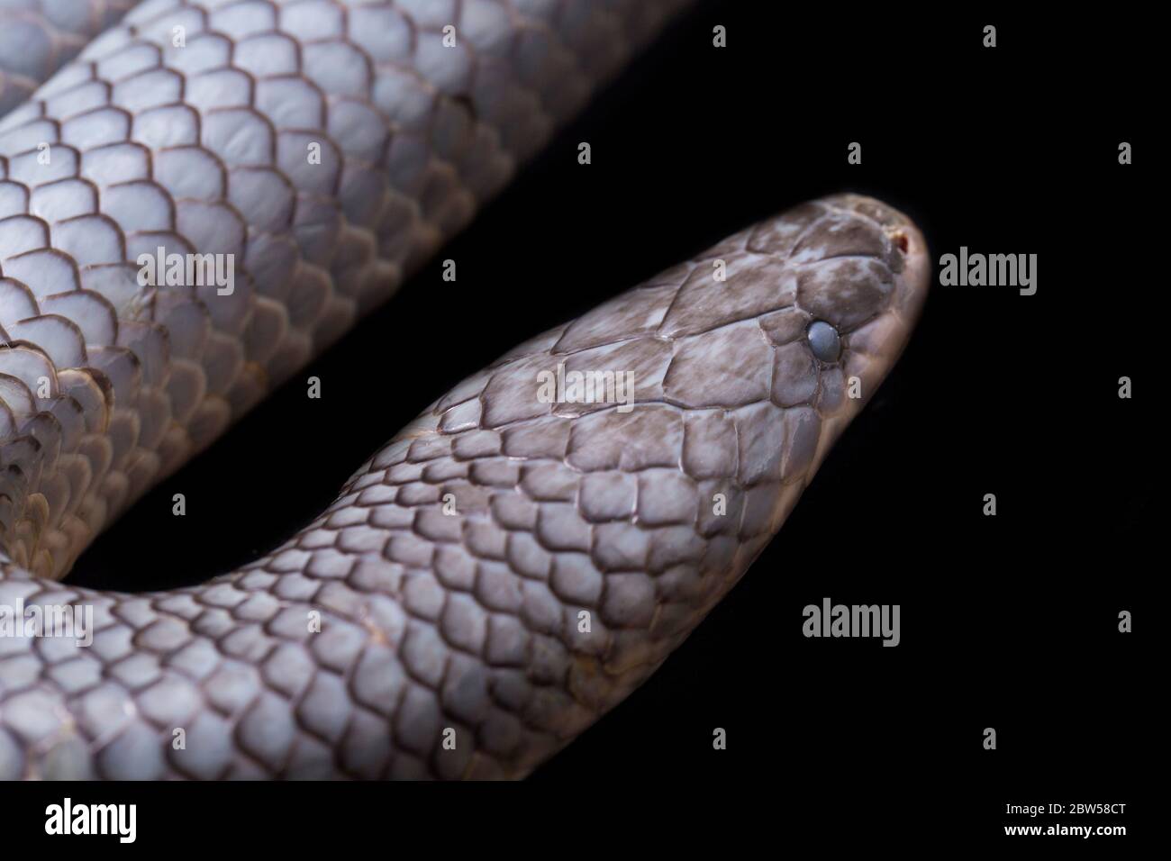 Xenopeltis unicolor Shedding it's Skin. Common names: sunbeam snake is ...