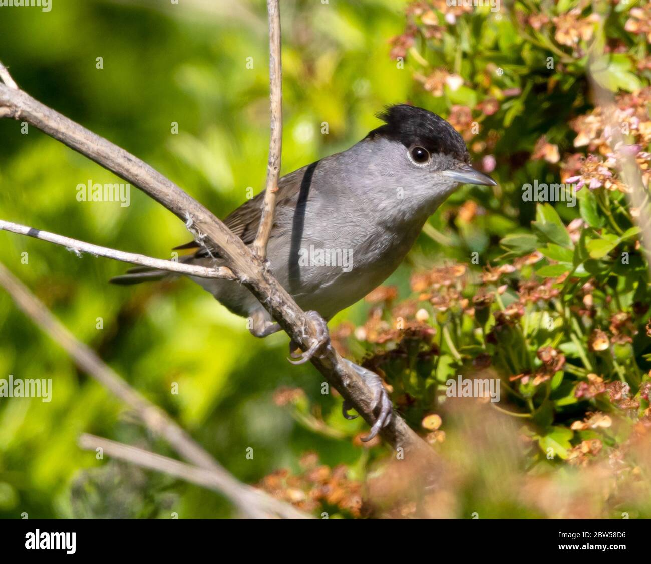Bird in thick cover hi-res stock photography and images - Alamy