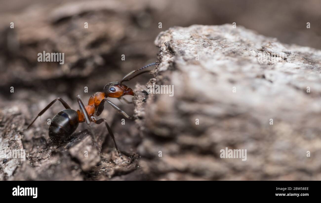 Profile of an insect hi-res stock photography and images - Alamy
