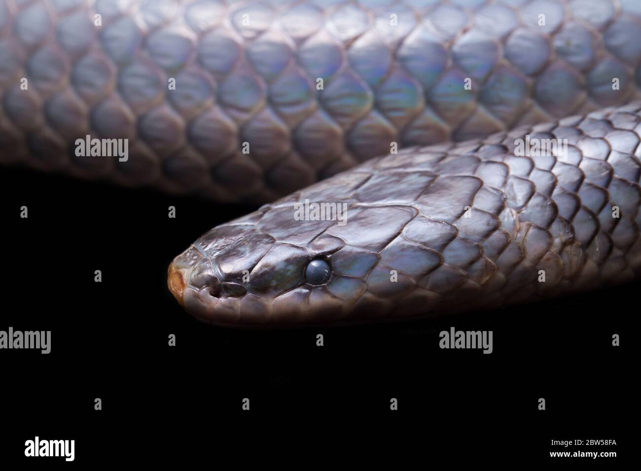 Xenopeltis unicolor Shedding it's Skin. Common names: sunbeam snake is ...