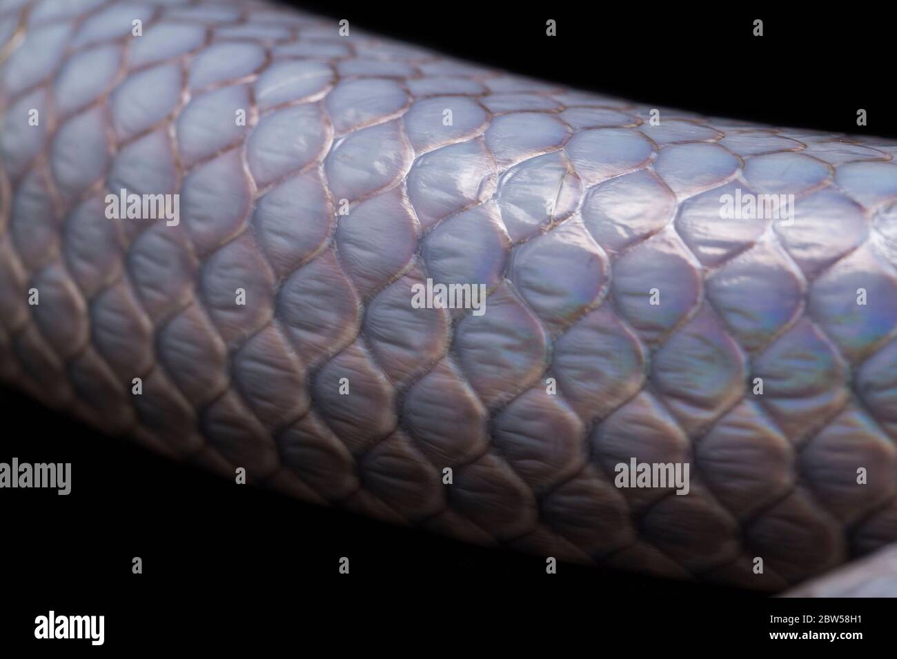 Xenopeltis unicolor Shedding it's Skin. Common names: sunbeam snake is ...