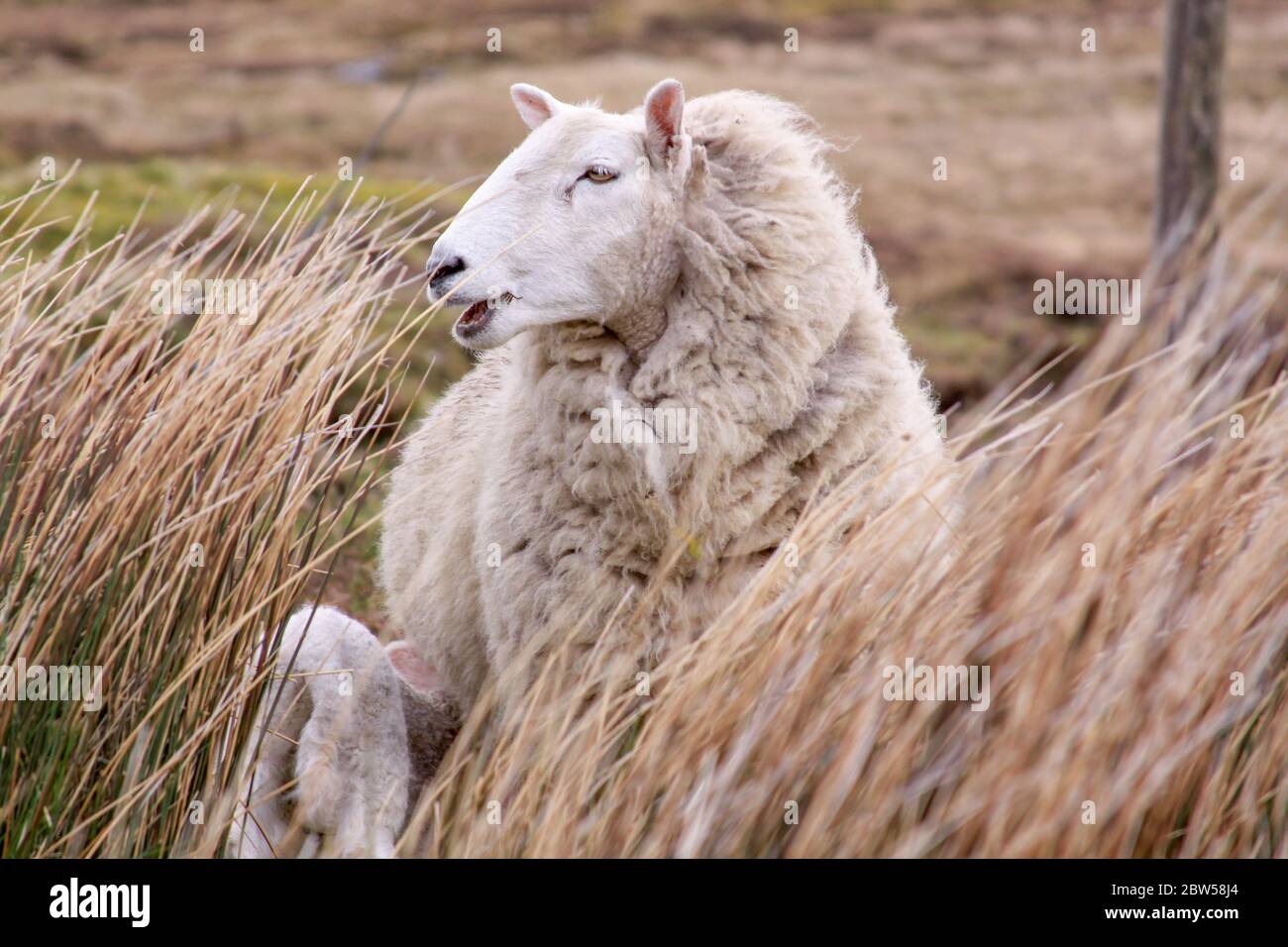 Sheep in grass in Ireland countryside Stock Photo - Alamy