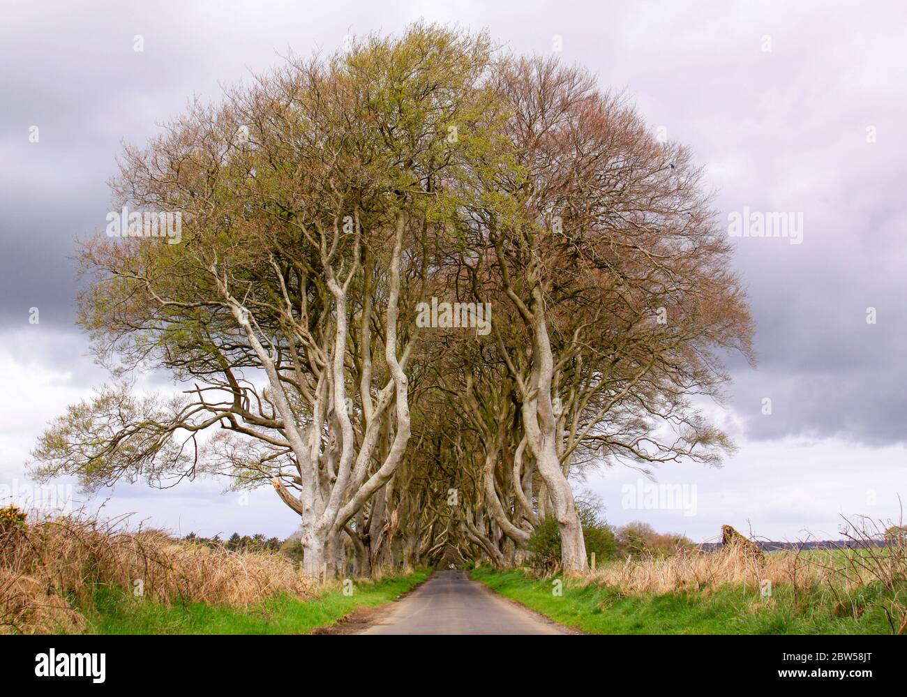 Pathway through a hedge hi-res stock photography and images - Alamy