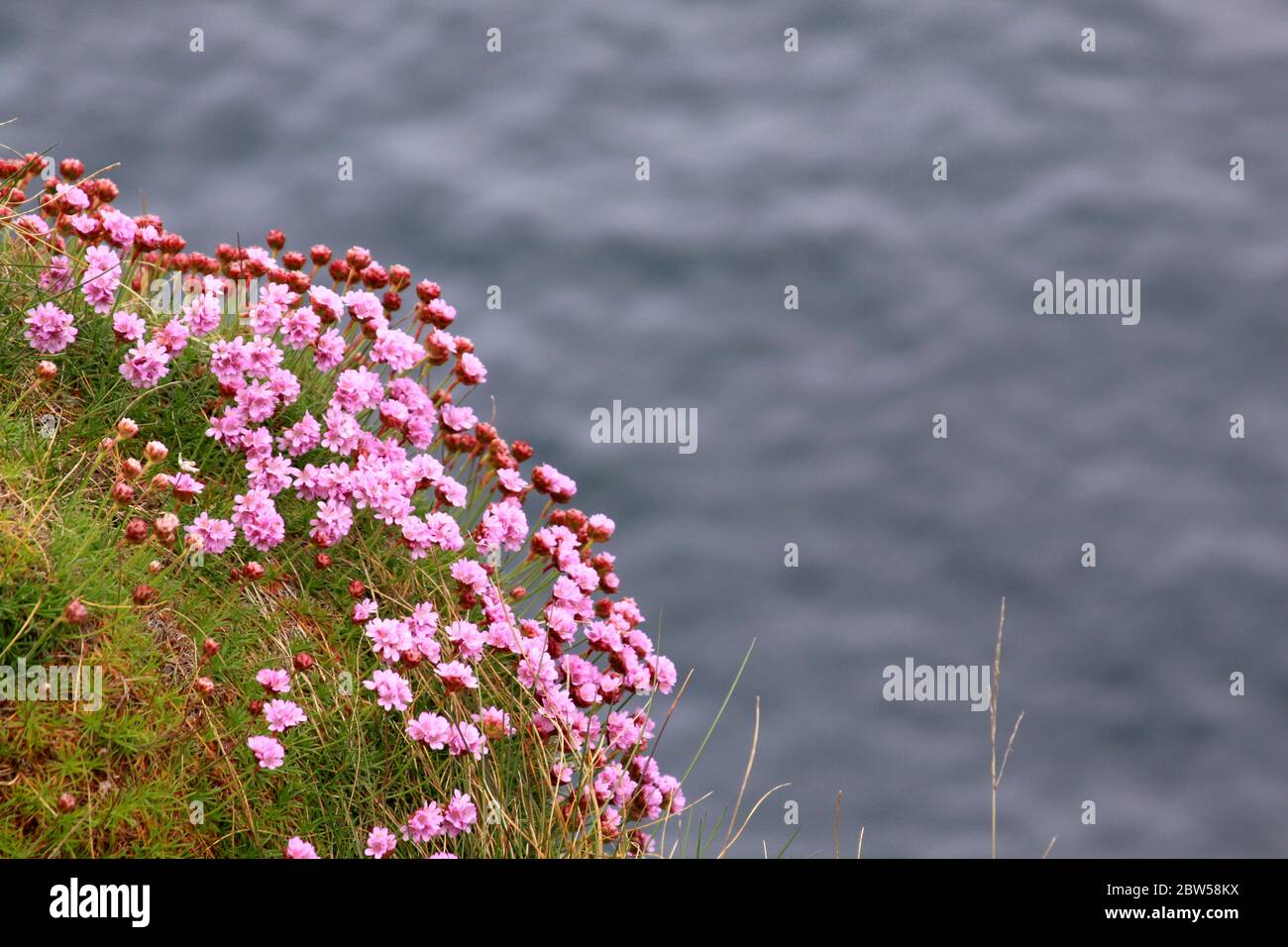 Pink flowers on the sea shore in Ireland Stock Photo - Alamy