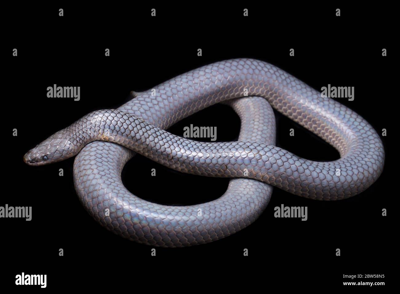 Xenopeltis unicolor Shedding it's Skin. Common names: sunbeam snake is ...