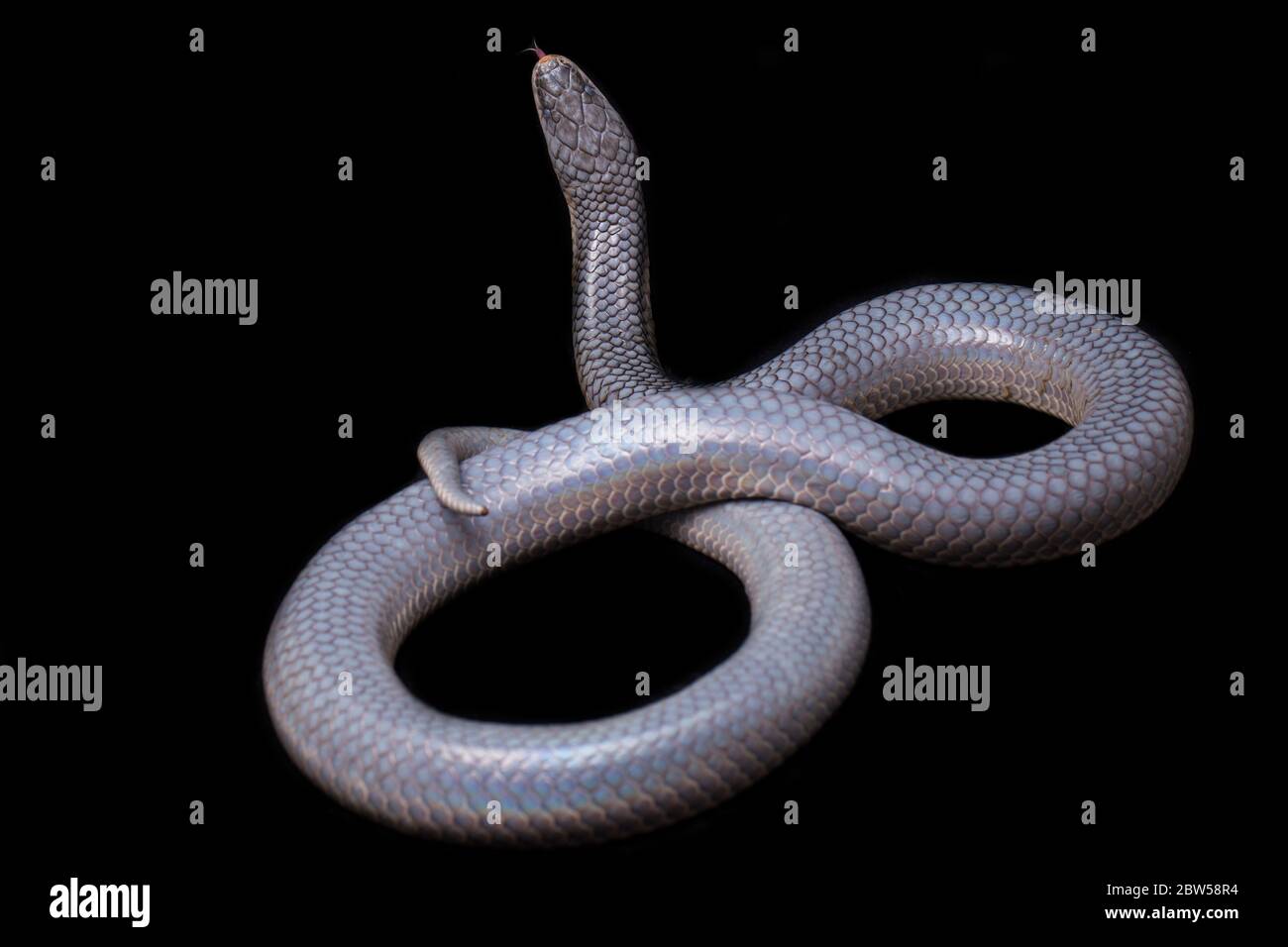 Xenopeltis unicolor Shedding it's Skin. Common names: sunbeam snake is ...