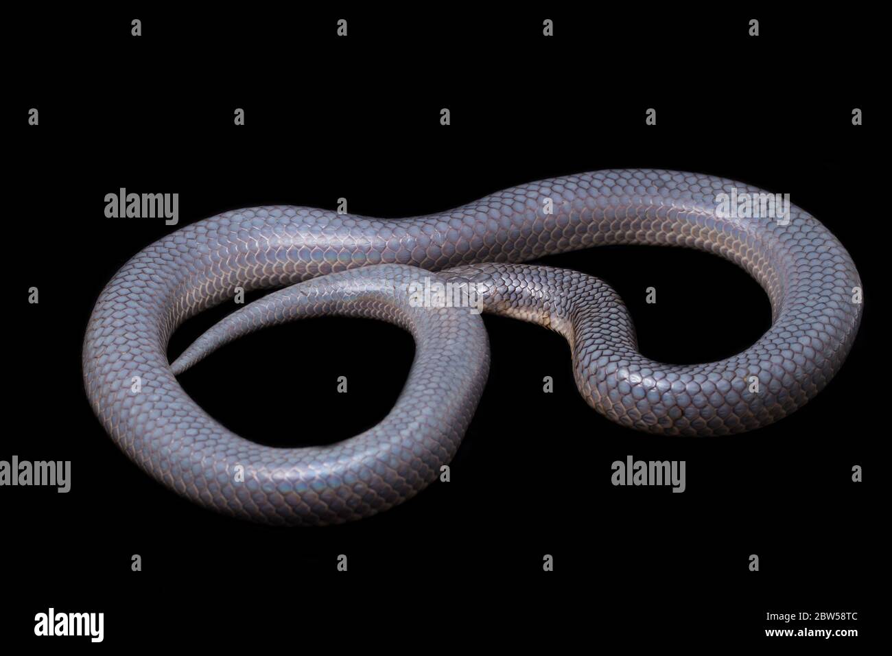 Xenopeltis unicolor Shedding it's Skin. Common names: sunbeam snake is ...