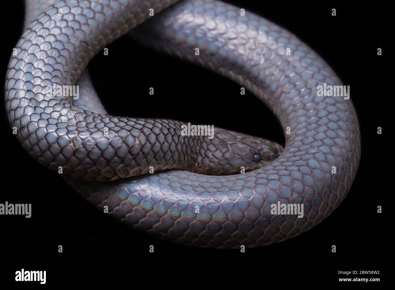Xenopeltis unicolor Shedding it's Skin. Common names: sunbeam snake is ...
