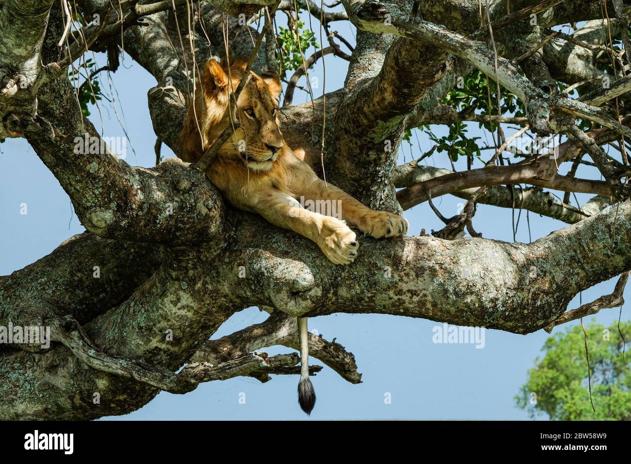 Lion in a tree - Löwe im Baum Stock Photo - Alamy