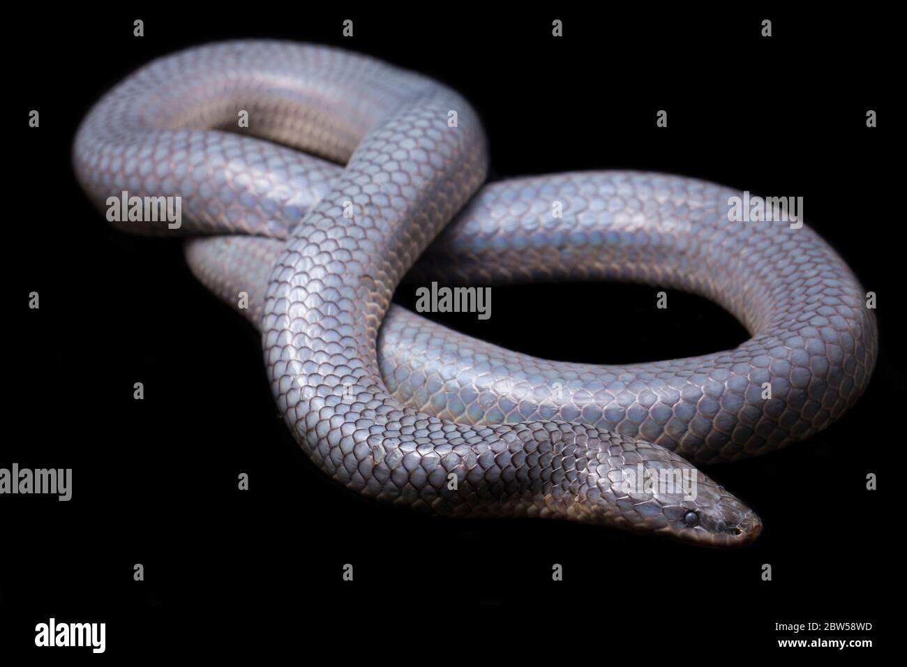Xenopeltis unicolor Shedding it's Skin. Common names: sunbeam snake is ...