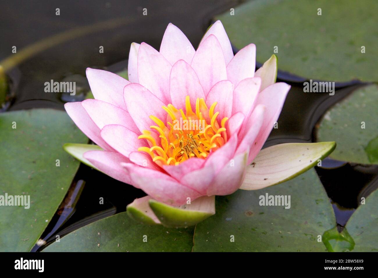 Pink Fabiola water lilly (Hardy) in garden pond Stock Photo - Alamy