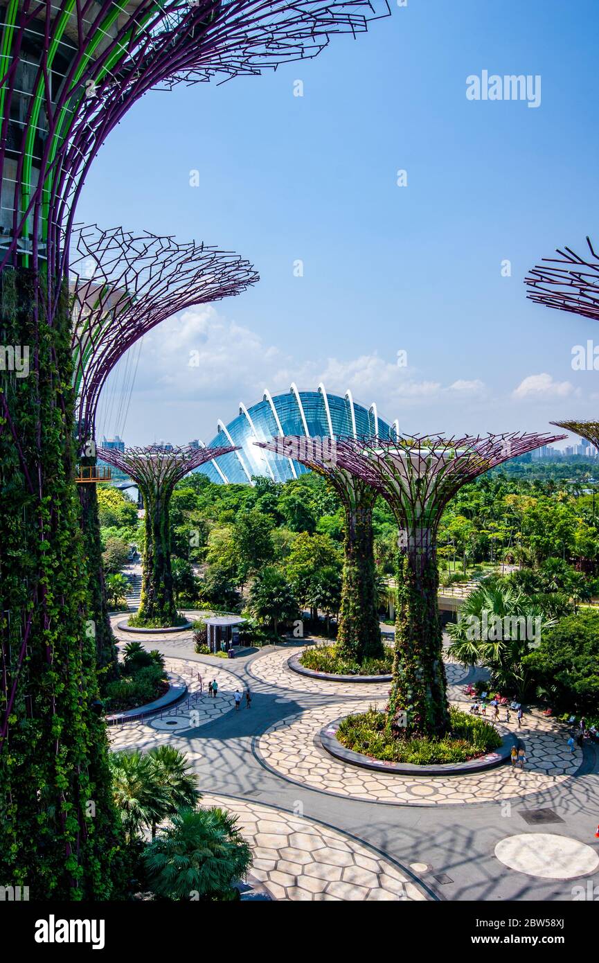 Singapore Trees in the Garden Stock Photo - Alamy