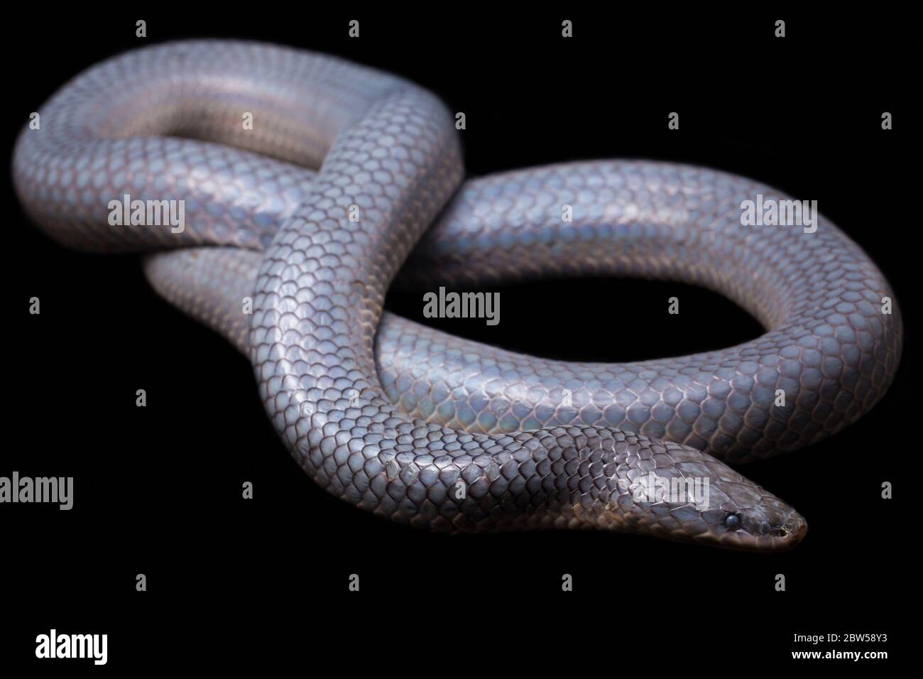 Xenopeltis unicolor Shedding it's Skin. Common names: sunbeam snake is ...