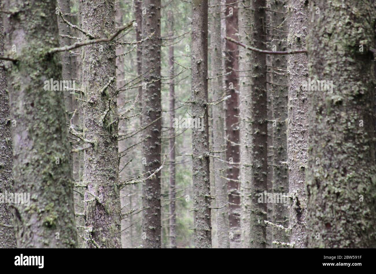 Pine tree trunk texture in the forest Stock Photo - Alamy