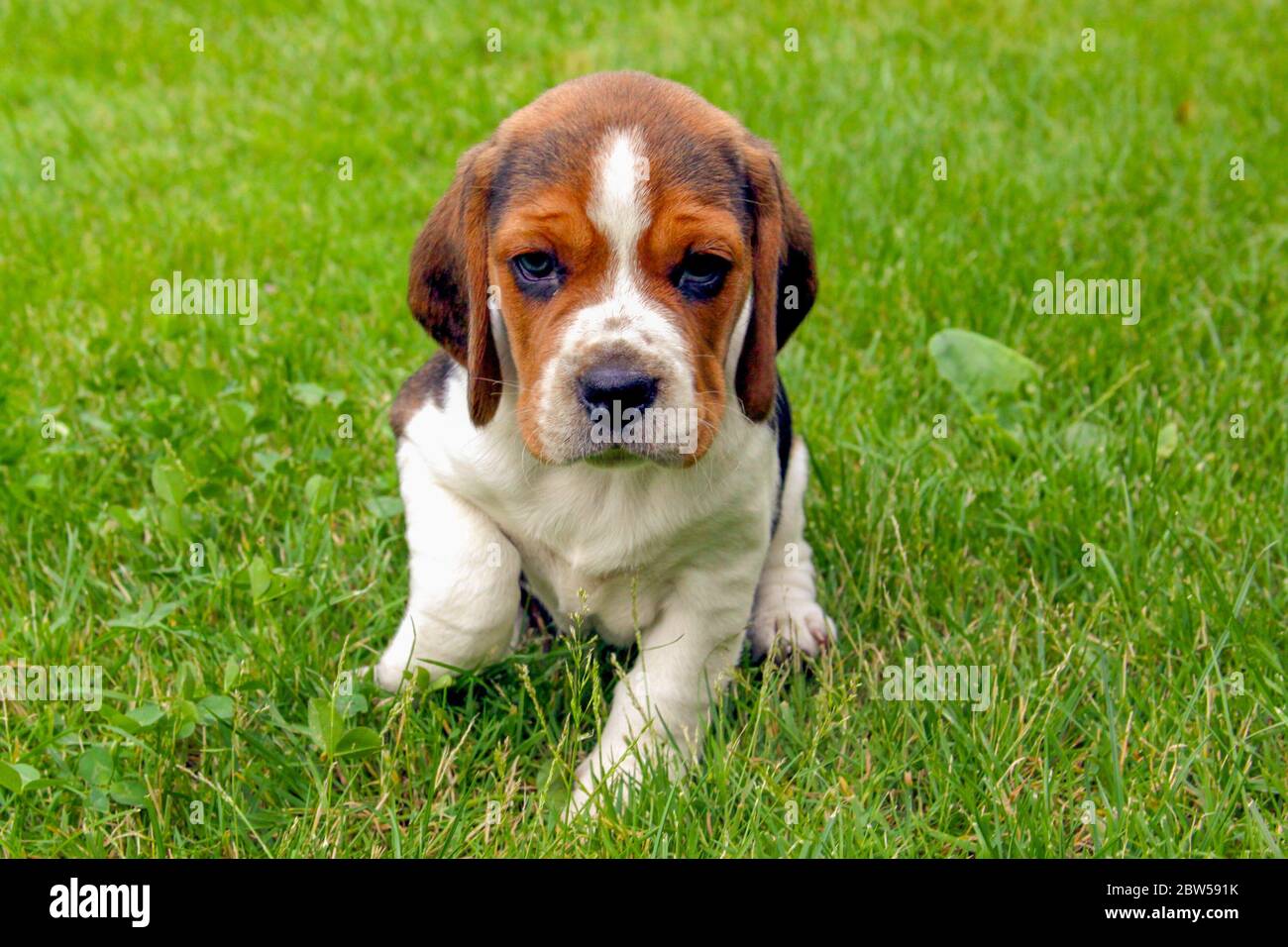 Beagle puppy dog in green grass isolated portrait Stock Photo - Alamy