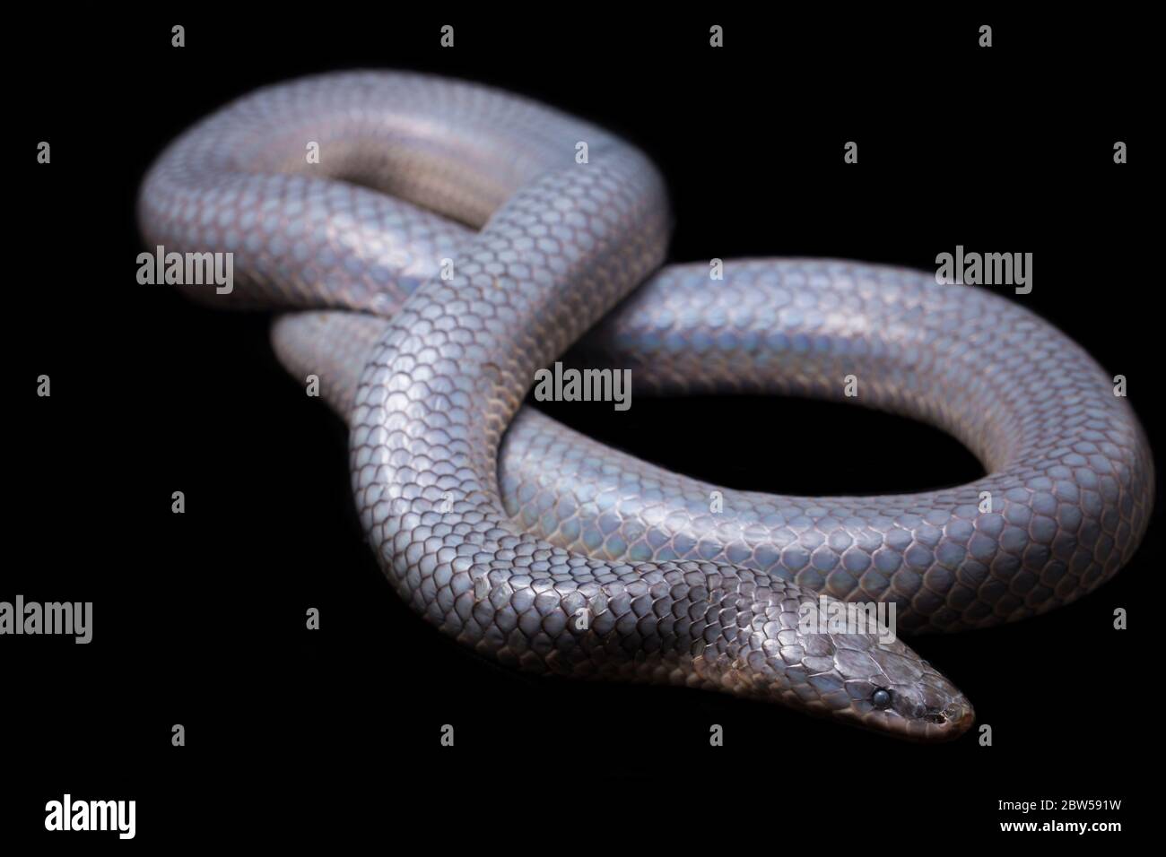 Xenopeltis unicolor Shedding it's Skin. Common names: sunbeam snake is ...