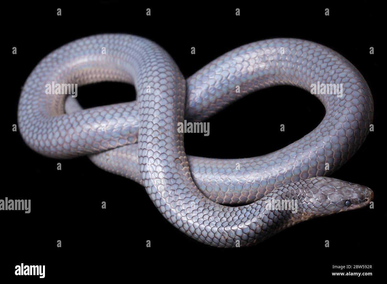 Xenopeltis unicolor Shedding it's Skin. Common names: sunbeam snake is ...