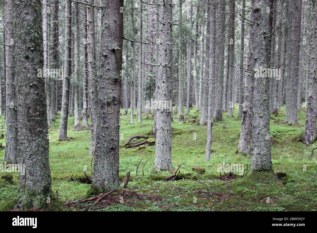 Pine tree forest in Transylvania, Romania. Silent forest with secular ...