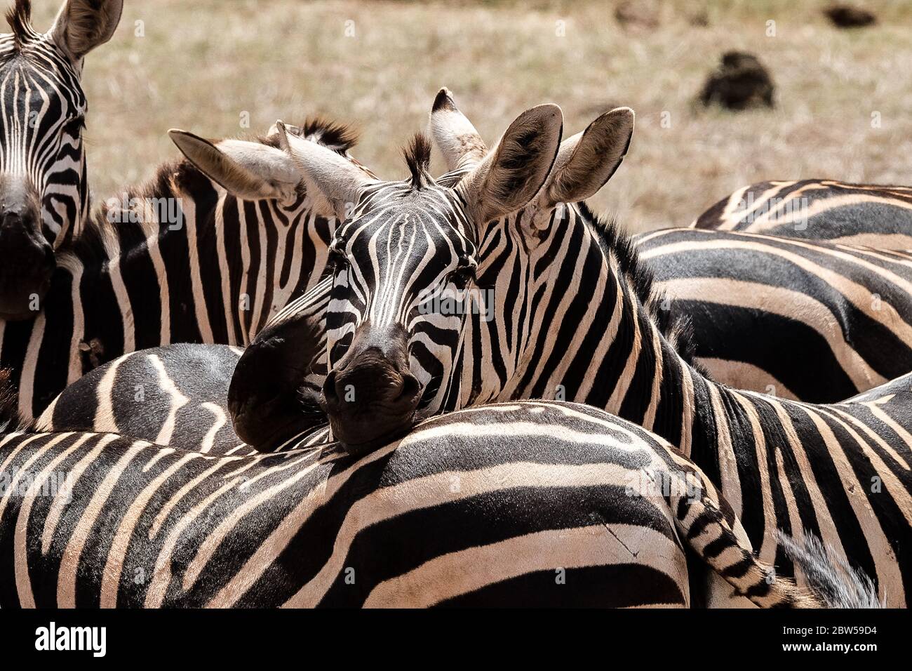 Zebras Zebraherde Zebra Stock Photo - Alamy