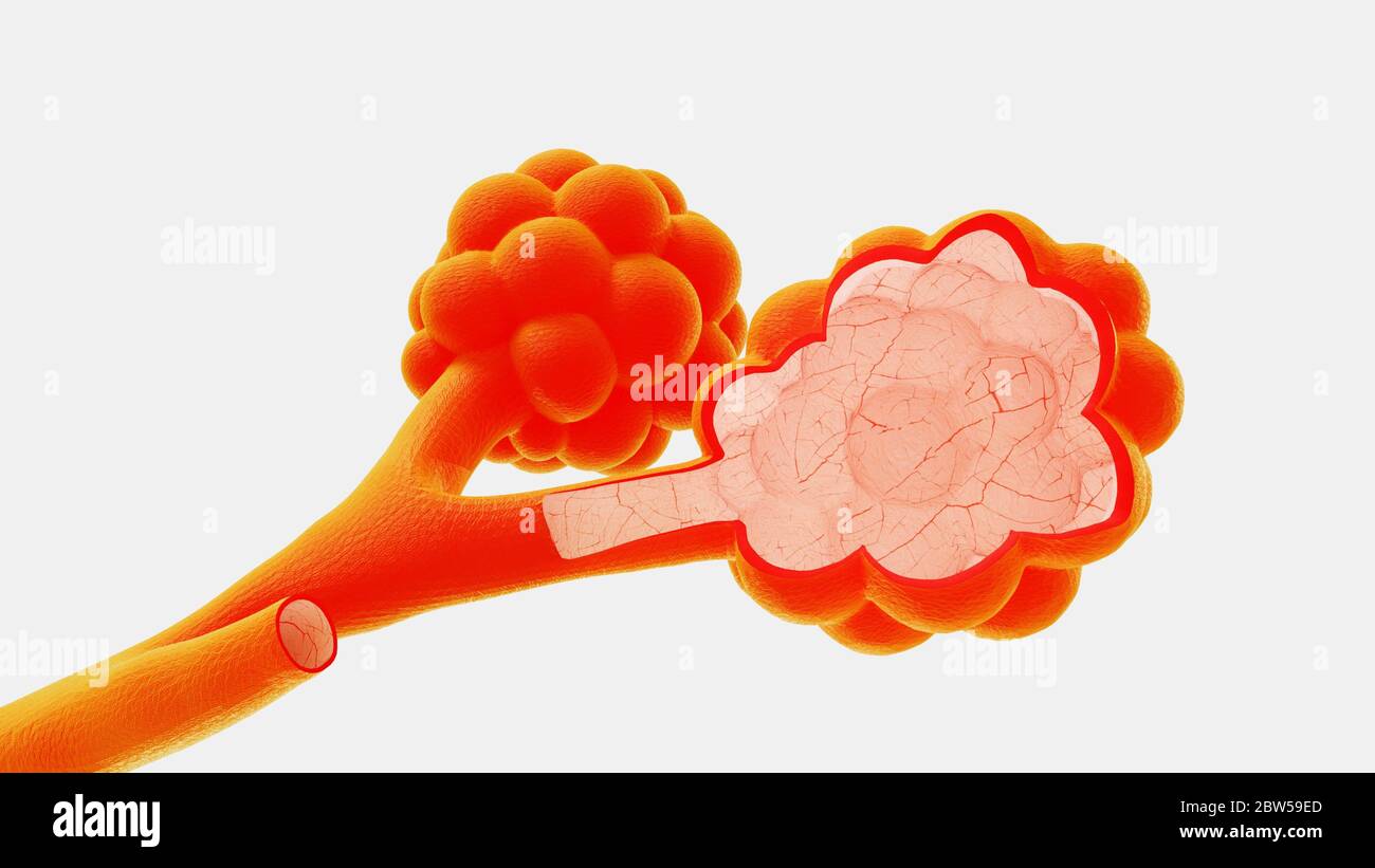 Human alveoli structure hi-res stock photography and images - Alamy Human alveoli structure hi-res stock photography and images - Alamy