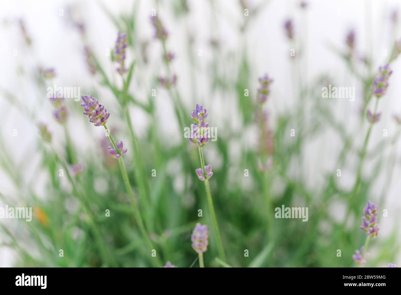 so beautiful and aromatic lavender plant Stock Photo - Alamy