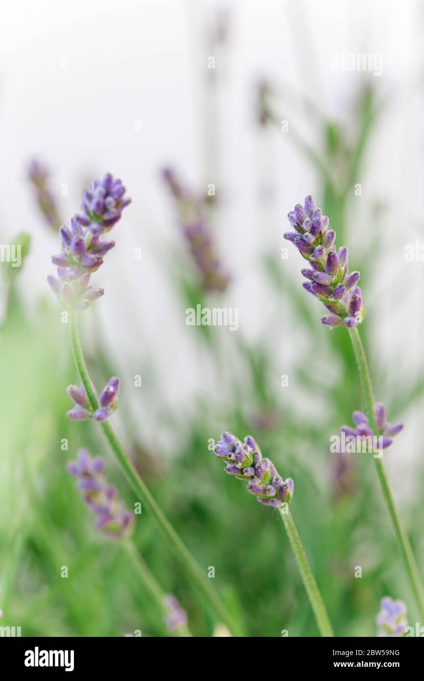 so beautiful and aromatic lavender plant Stock Photo - Alamy