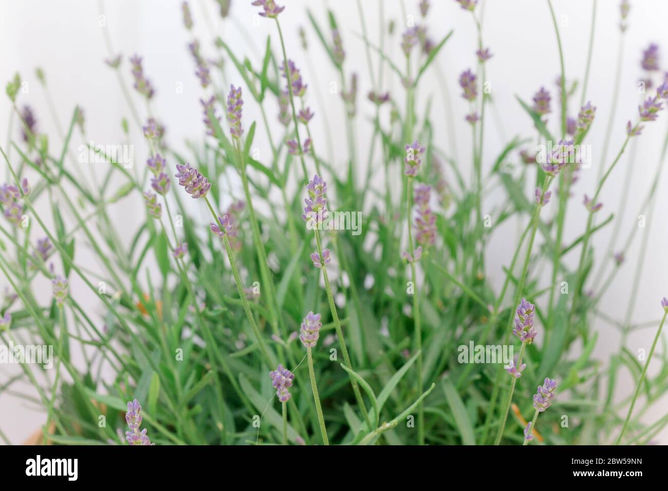 so beautiful and aromatic lavender plant Stock Photo - Alamy